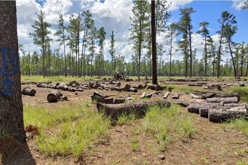 Registran 100 manzanas de bosque talado de forma ilegal en La Mosquitia ...